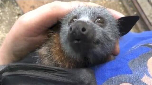 Juvenile bat squeaks while being petted: this is Jeddah - Videoclip.bg